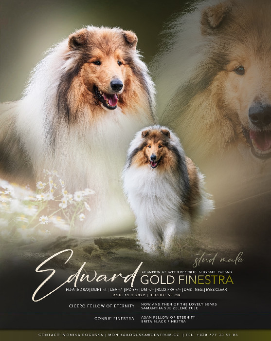 Edward Gold Finestra